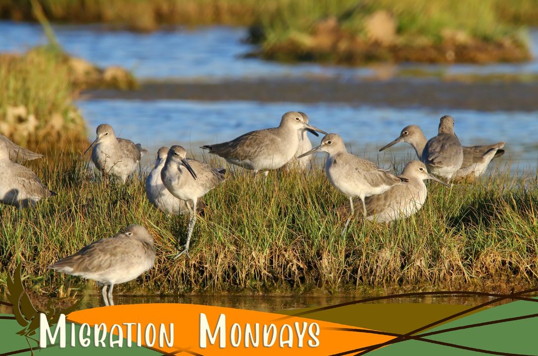 Migration Monday: North America is home to two subspecies of Willets ...