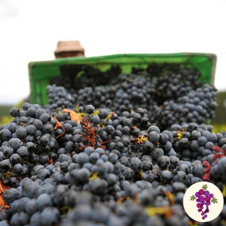 Did you know the #GardenState grows 80+ varieties of grapes across our ...