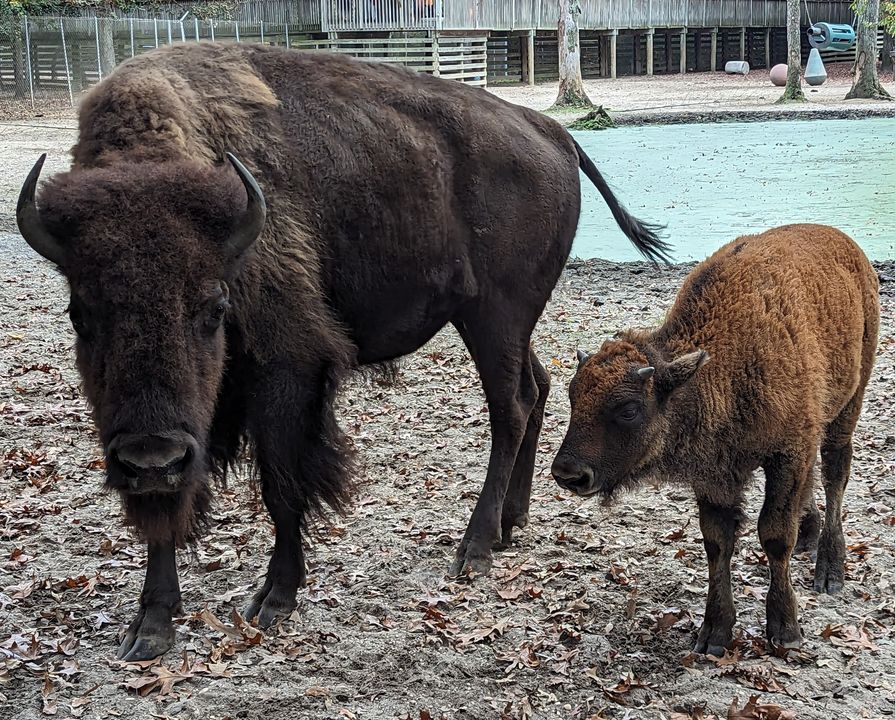 Happy National Bison Day! 🎉 The American bison is North America's ...
