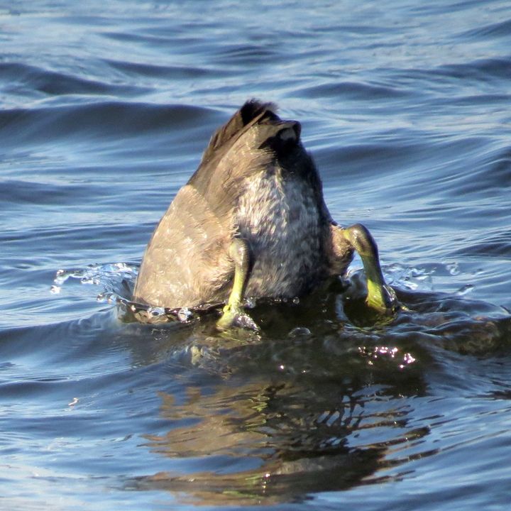 Monday mood. If it looks like a duck, and acts like a duck, it may ...