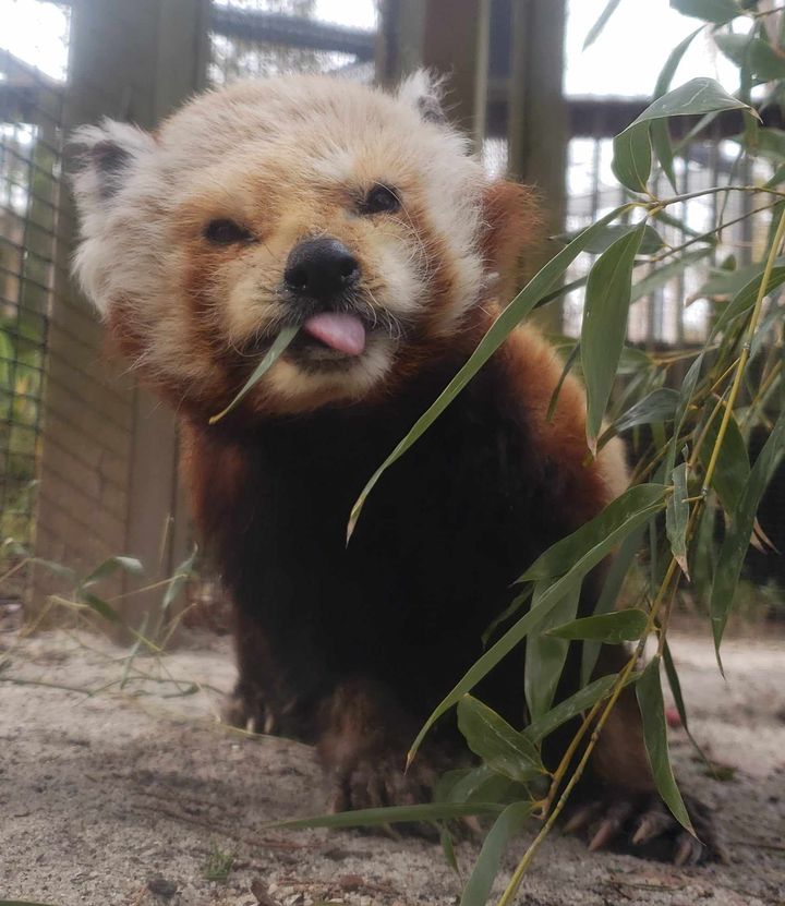 Hi, it's me, Queen Luna! 👑 I'm dropping in to teach you some more facts ...