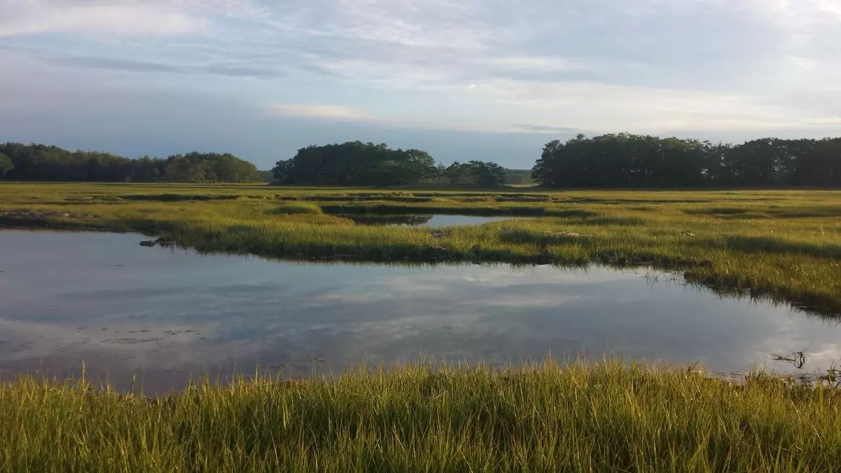What did the salt marsh say to the rising ocean? Sea ya! At Rachel ...