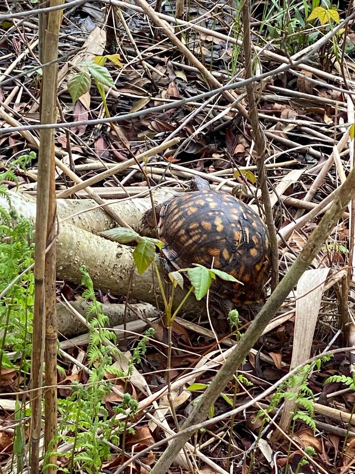 Box turtle, green frog, American bittern and a chuck will were seen on ...