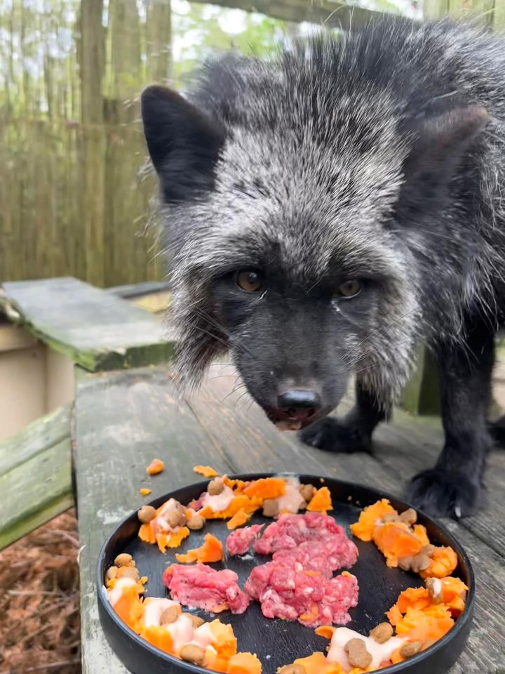 🎉 Happy 12th Birthday to Brynn, the Silver Fox! Silver foxes are a ...
