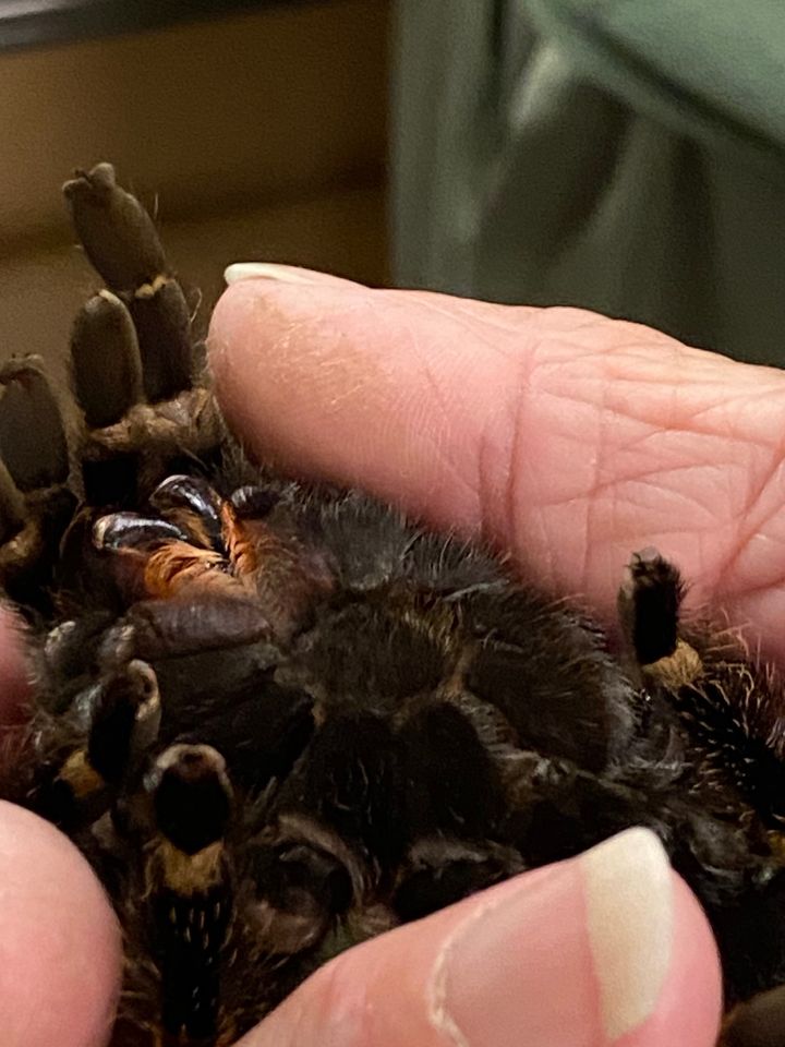 A close-up of tarantula fangs | Things to Do in Cape May NJ