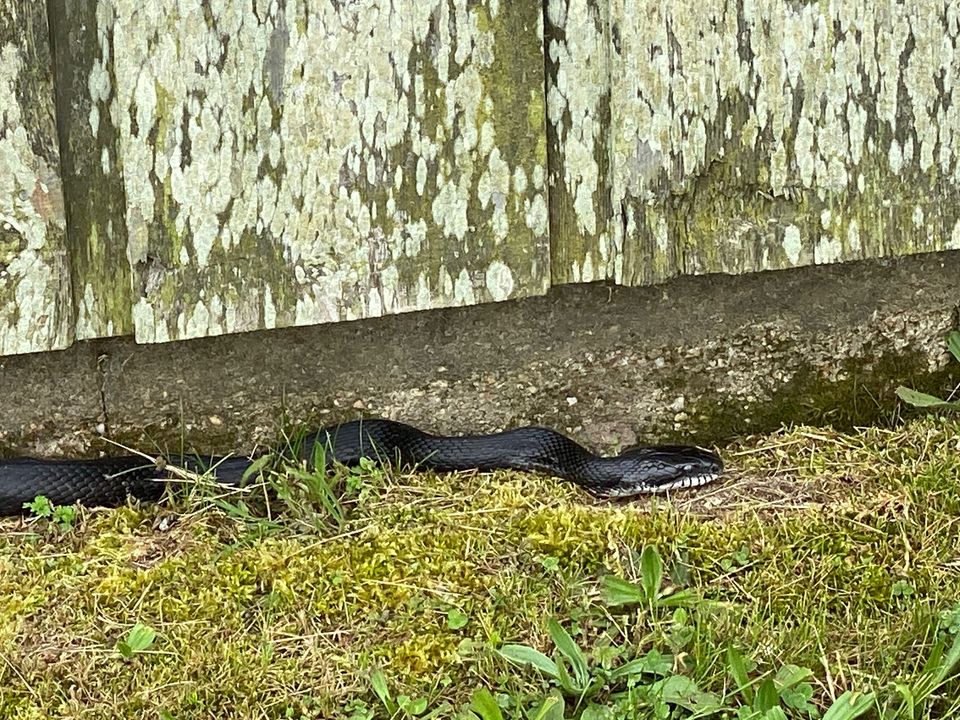 Wild Black Rat Snake visiting the Nature Center | Things to Do in Cape ...