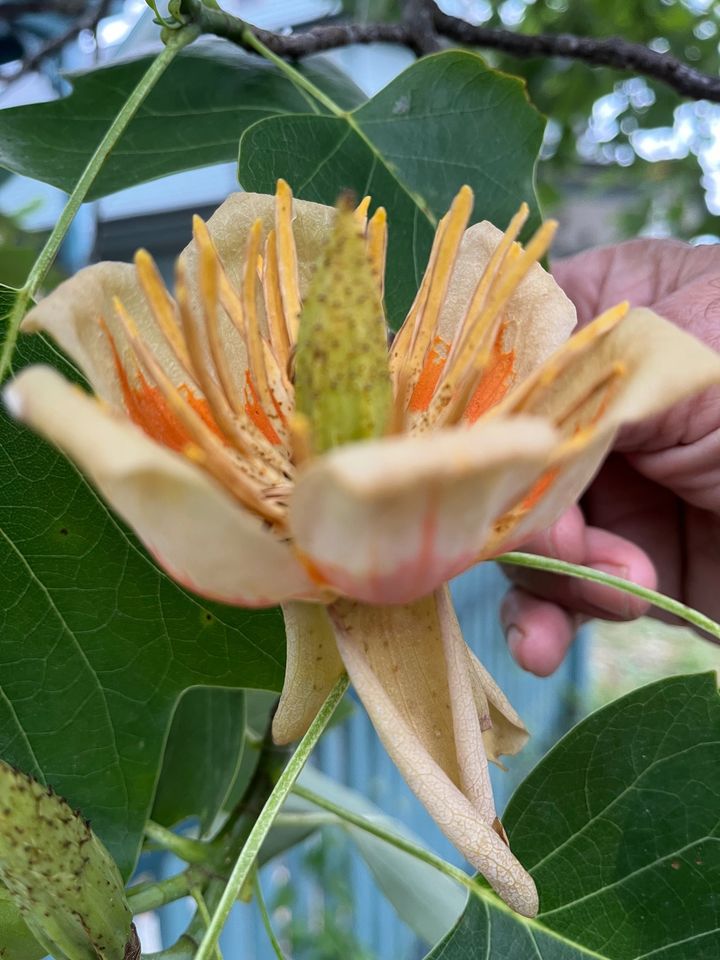The lovely flower of the tulip poplar tree | Things to Do in Cape May NJ