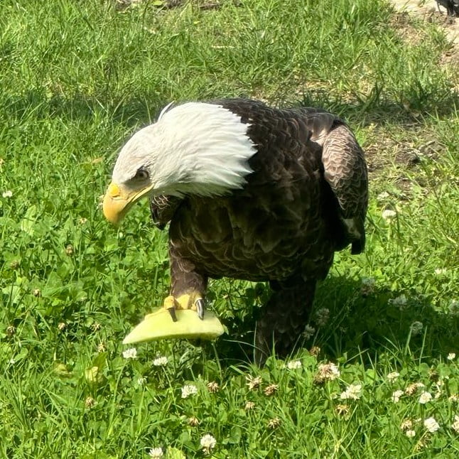 Bald eagles are considered opportunistic eaters | Things to Do in Cape ...
