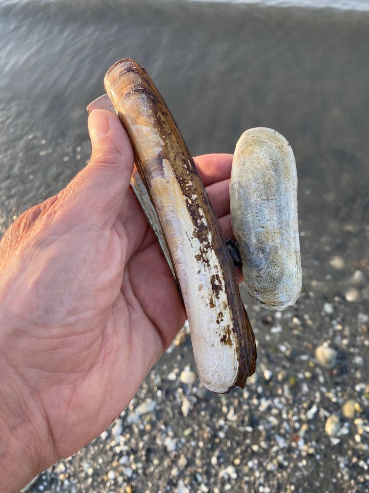 Two common Cape May Point clams that folks always mix up | Things to Do ...