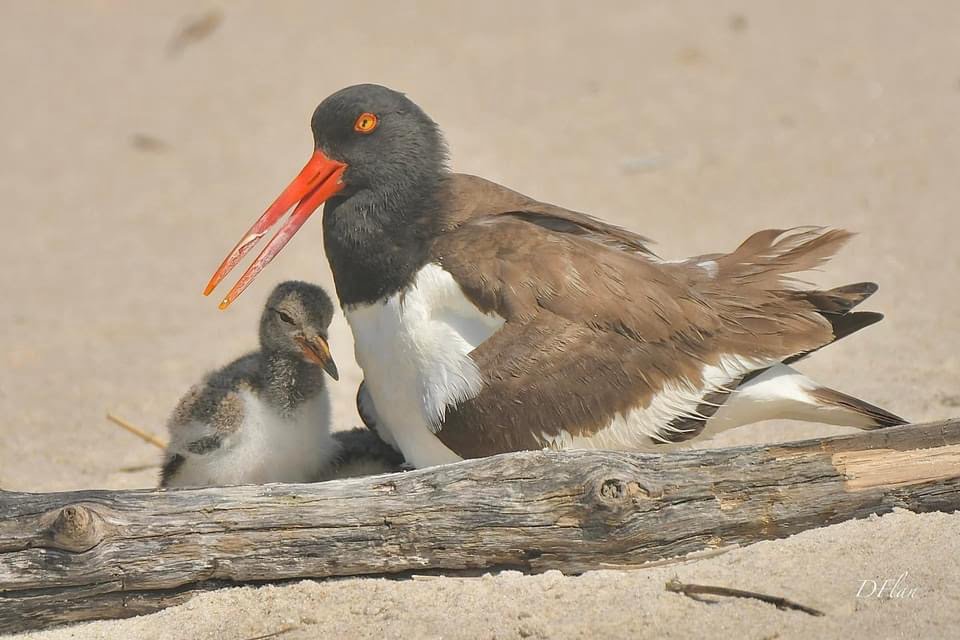 If you’re walking the beach, be sure to look for the oyster catcher ...