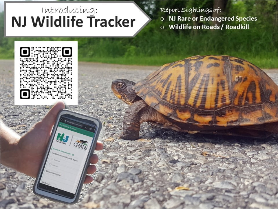 NJDEP| Fish & Wildlife | Reporting Wildlife Sightings | Things to Do in ...