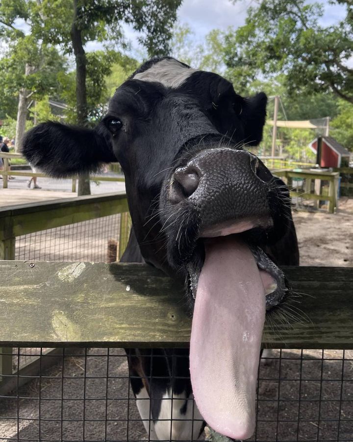 Happy Cow Appreciation Day! | Things to Do in Cape May NJ