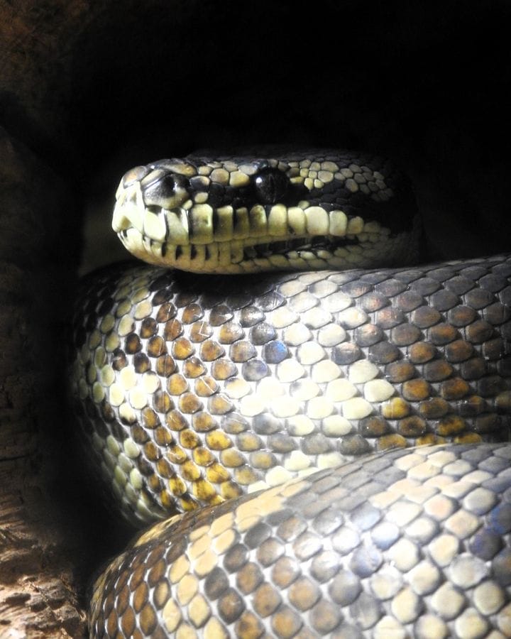 Happy World Snake Day! | Things to Do in Cape May NJ