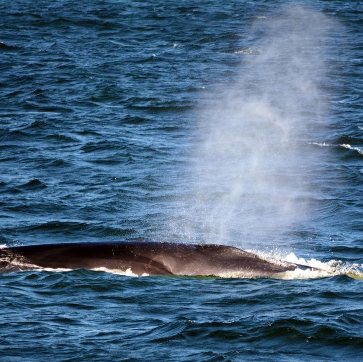 Latest Report: Fin whales reported south of McCries, off the coast of ...