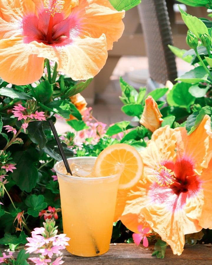 Refreshing vibes in bloom! | Things to Do in Cape May NJ