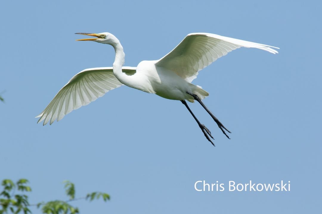 GREAT EGRET, photo courtesy of Chris Borkowski | Things to Do in Cape ...