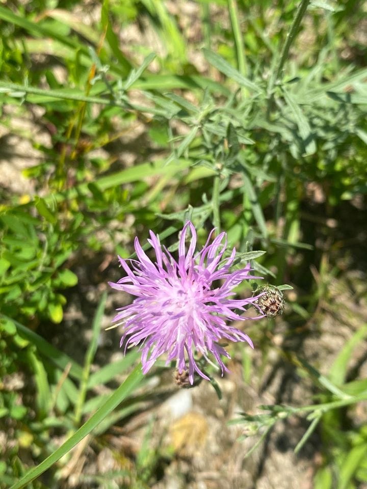 Spotted knapweed may be a minor invasive in Cape May, but it is toxic ...