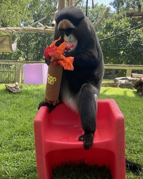 Fry, the De Brazza's monkey, is ready for the Olympics! | Things to Do ...