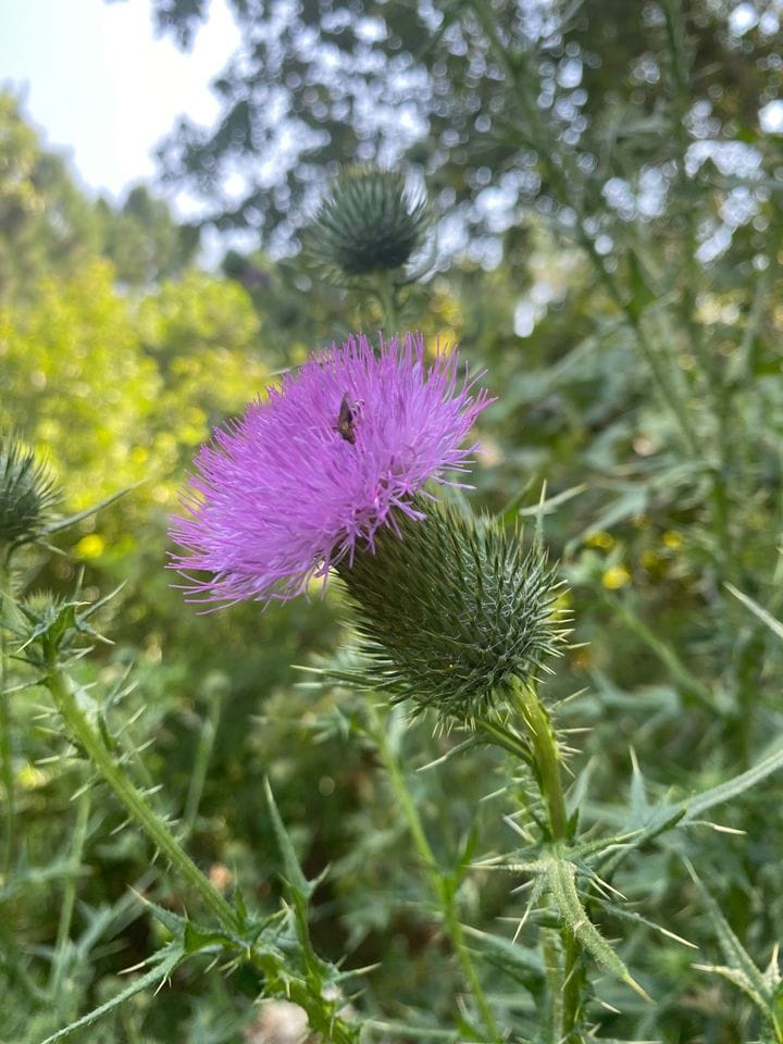 Bull thistle may be an invasive species, but it is very wildlife ...
