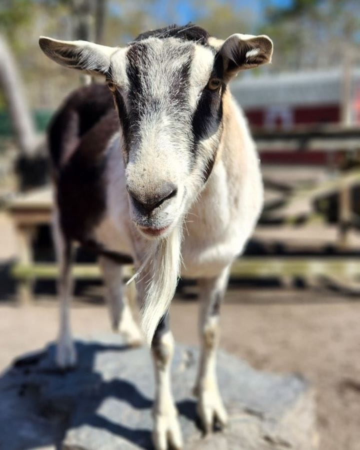 Happy World Goat Day! | Things to Do in Cape May NJ