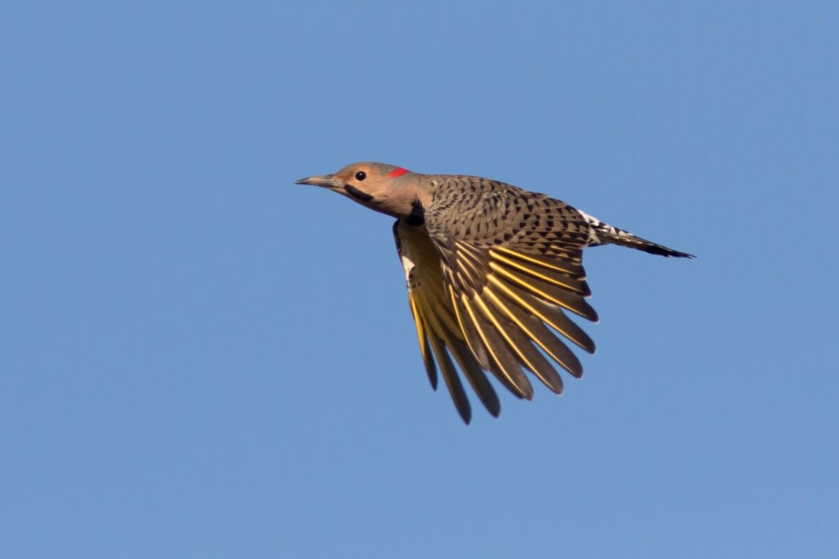 The Cape May Bird Observatory is a World Leader in Migratory Bird ...
