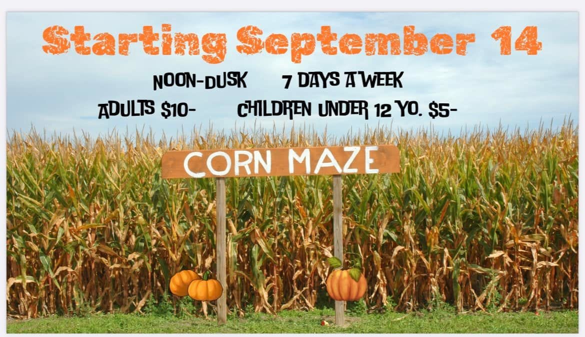 Get lost in the Corn Maze adventure starting September 14! | Things to ...