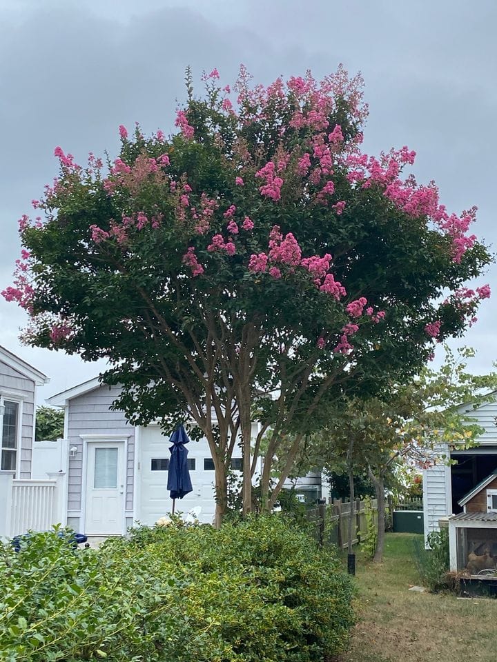 It’s that time of year again, the crepe myrtles are in bloom | Things ...