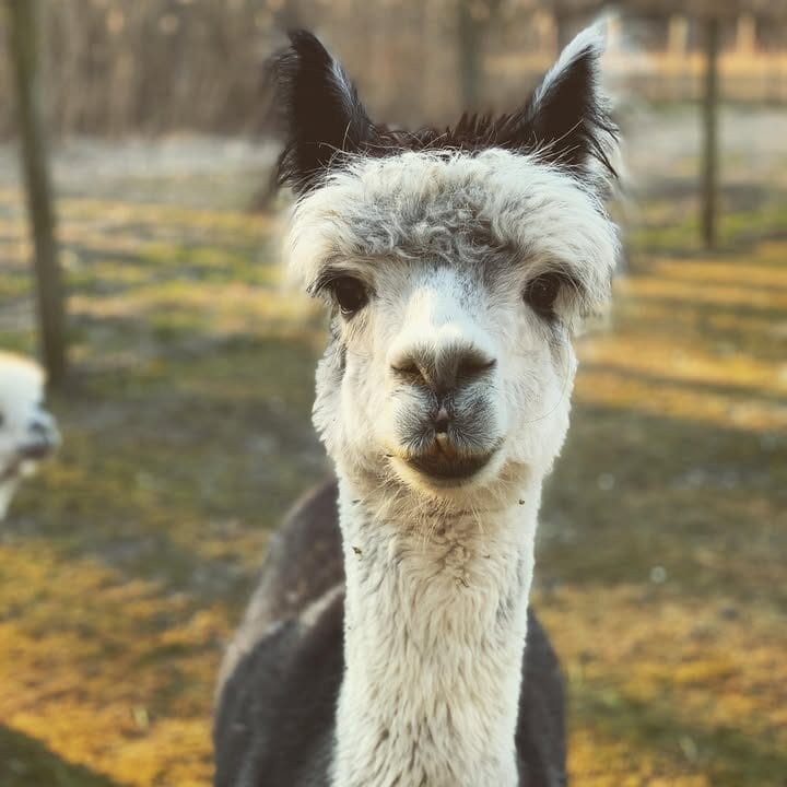 We have sad news to share … Yesterday, we lost our second oldest alpaca ...