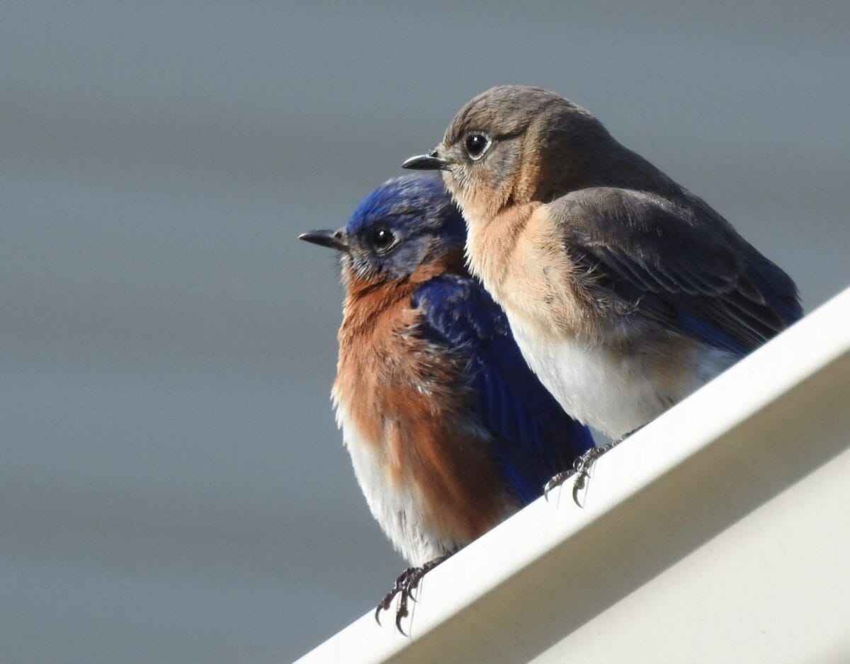 Patel Meyer & Blue Crew – WSB 2025 | New Jersey Audubon | Things to Do ...