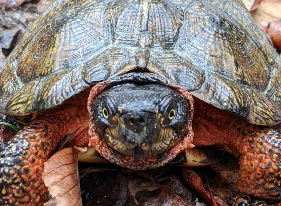 Today is World Turtle Day and we are celebrating one of New Jersey’s ...