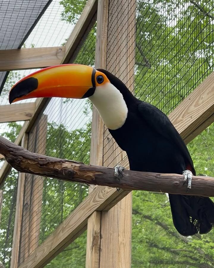 Cocoa is a female Toco Toucan residing at the zoo! | Things to Do in ...