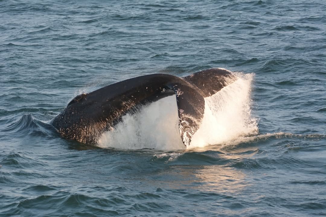 Latest Report: Humpback whale sighted near Mary Lou Slough along with ...