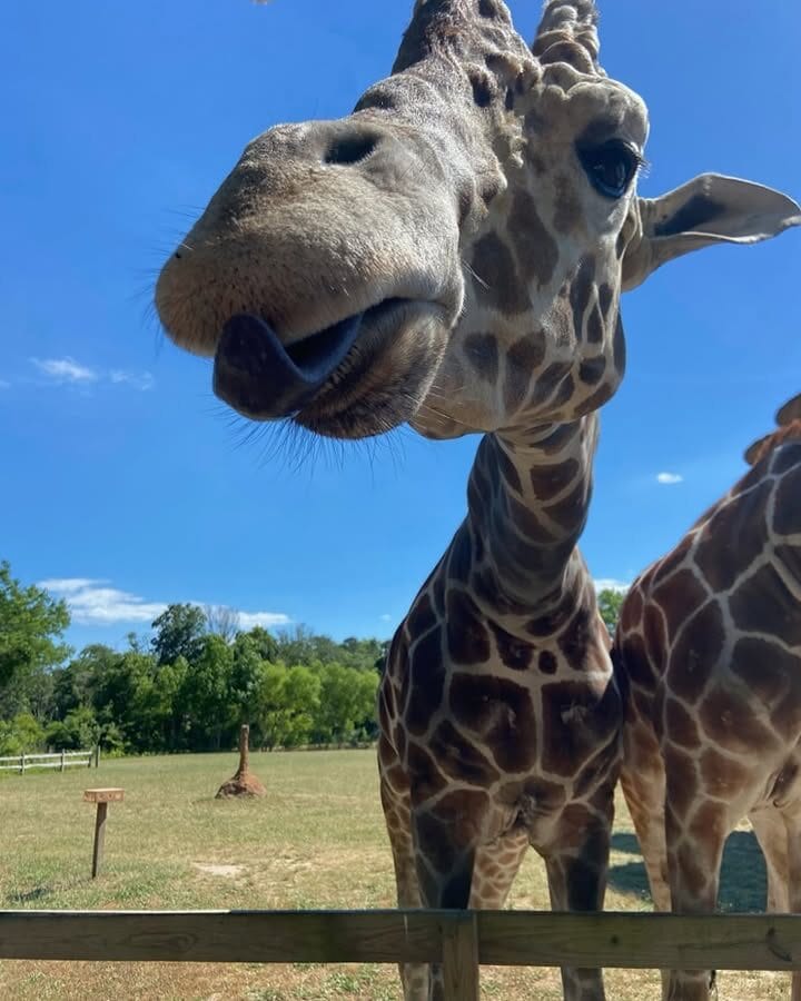 Happy 8th Birthday, Jambazi! | Things to Do in Cape May NJ