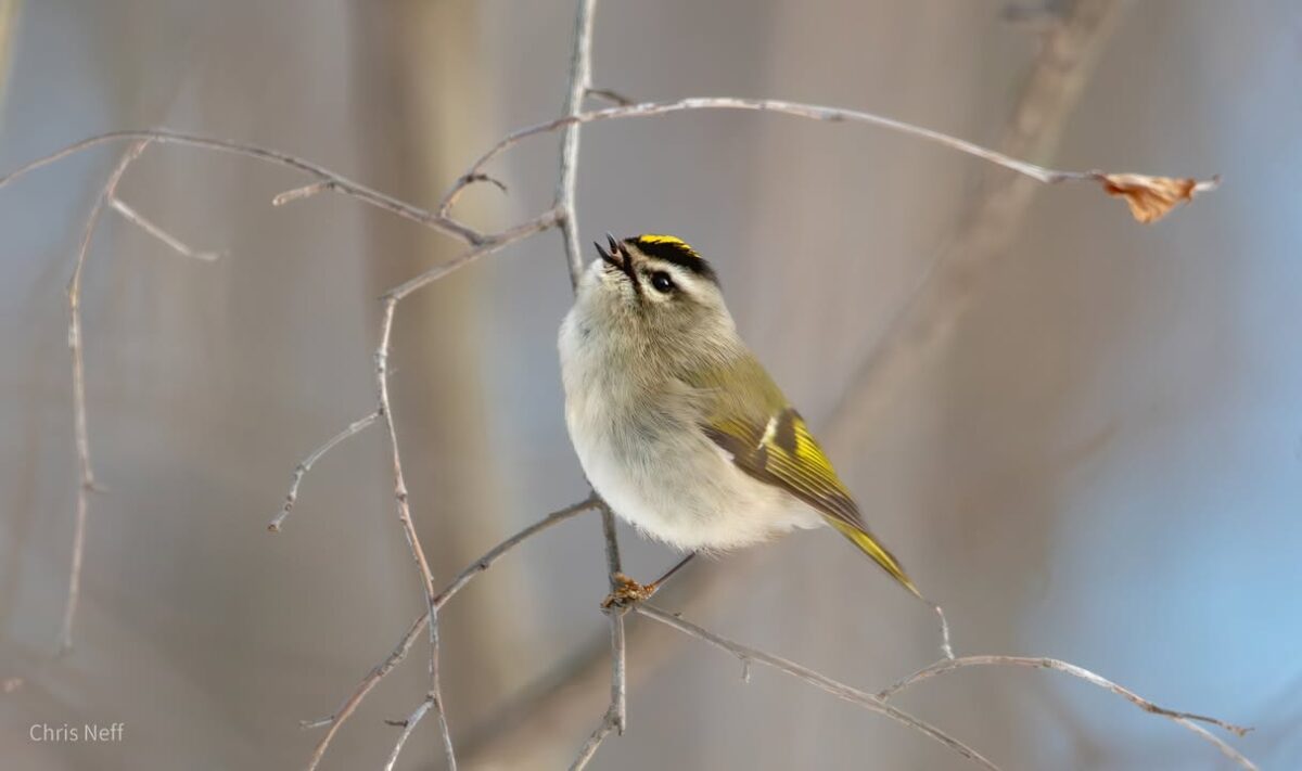 Happy National Bird Day! | Things to Do in Cape May NJ