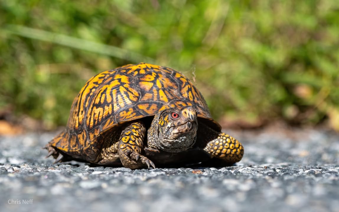 Box turtle spotlight for World Turtle Day | Things to Do in Cape May NJ